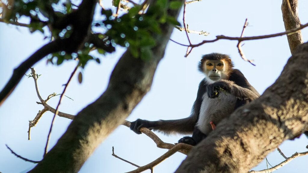 20 Best Things to Do in Mondulkiri: Escape to Adventure (2023) – One in ...