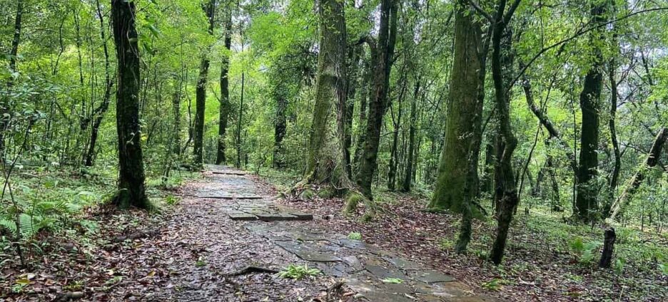 Mawphlang Sacred Forest : Meghalaya : The Home Of The Gods – One in the ...